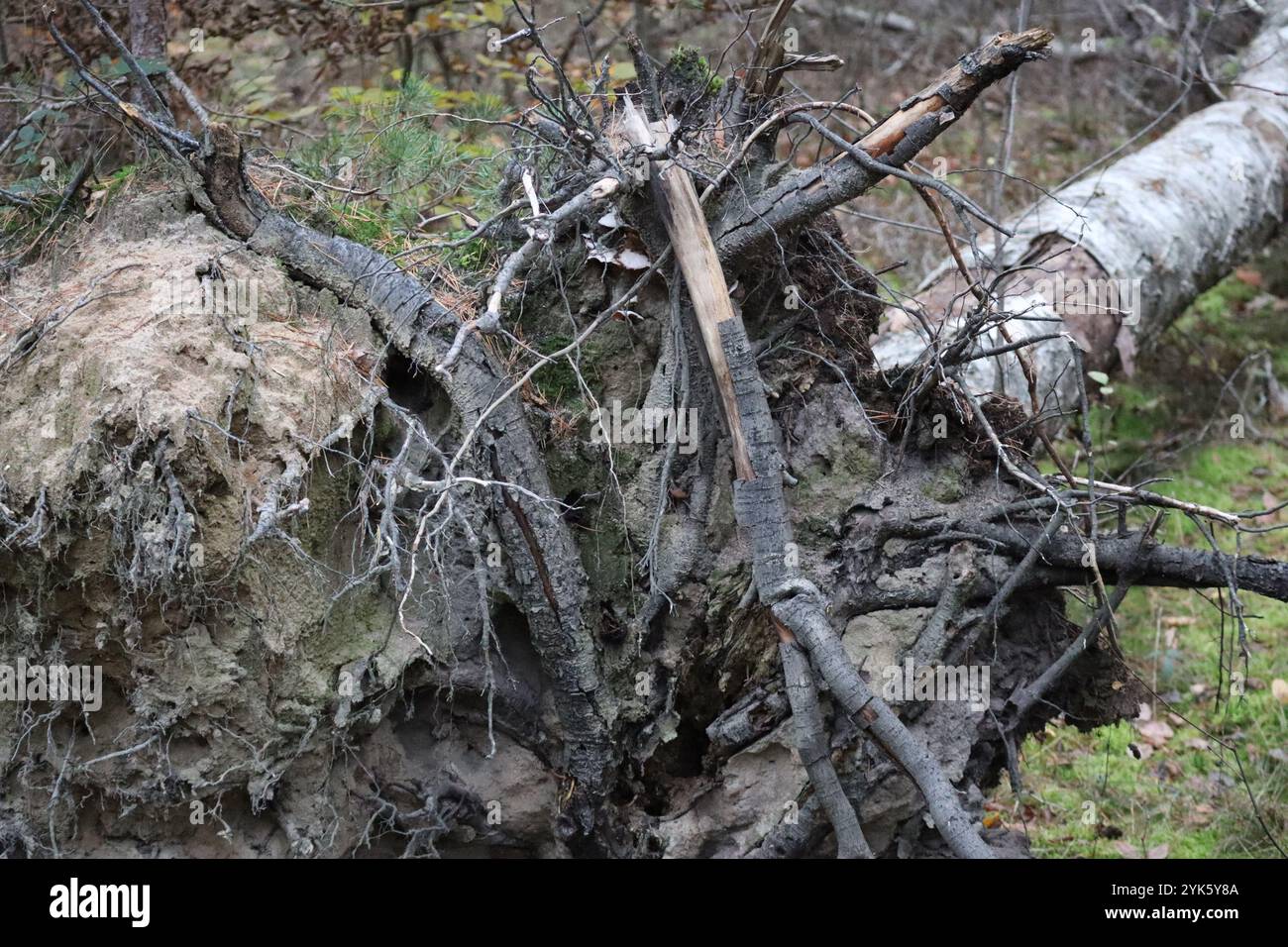 Shallow roots tear out of sandy Soil Stock Photo - Alamy