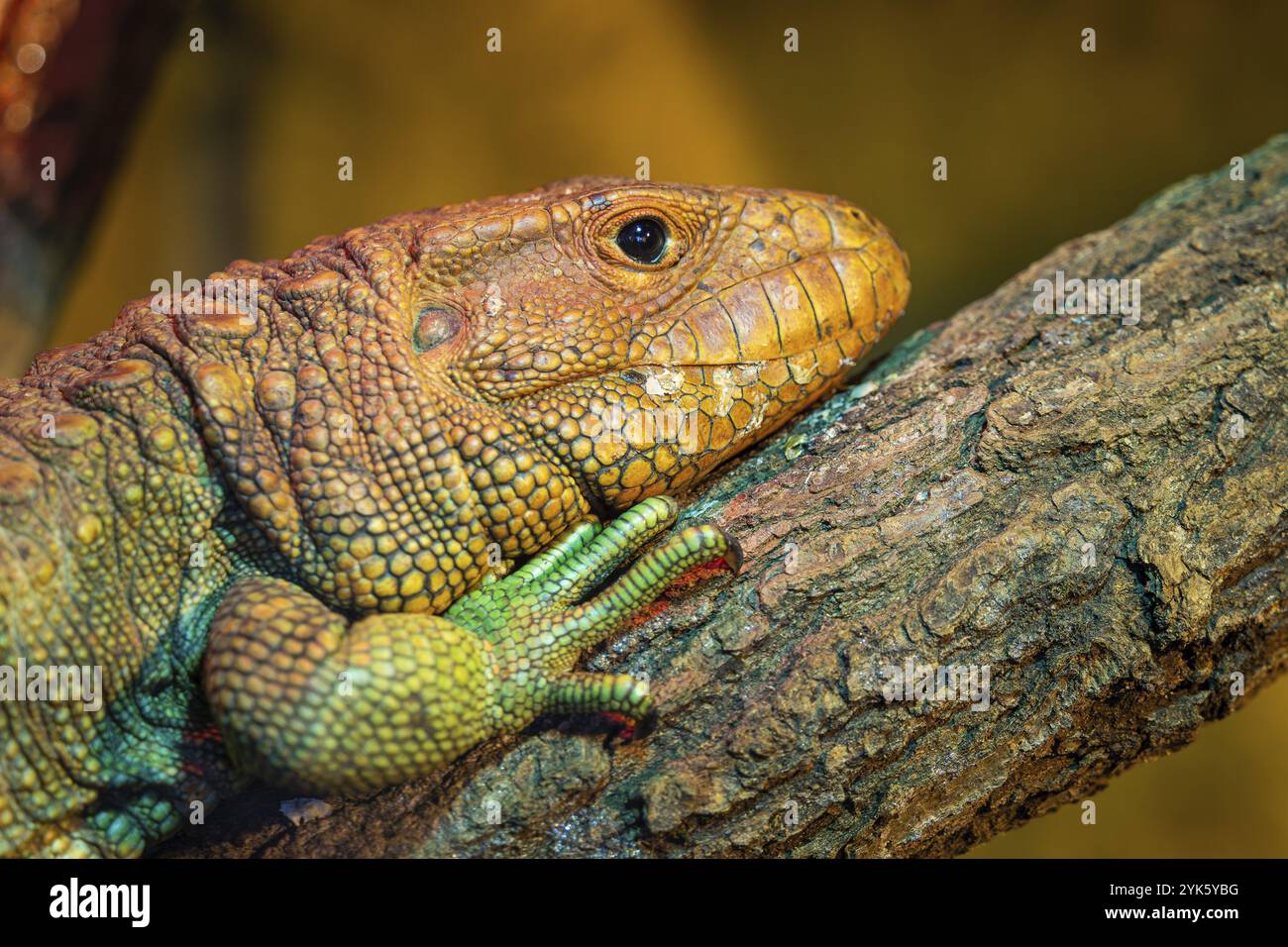 Northern Caiman Lizard on the trunk, Dracaena guianensis Stock Photo ...