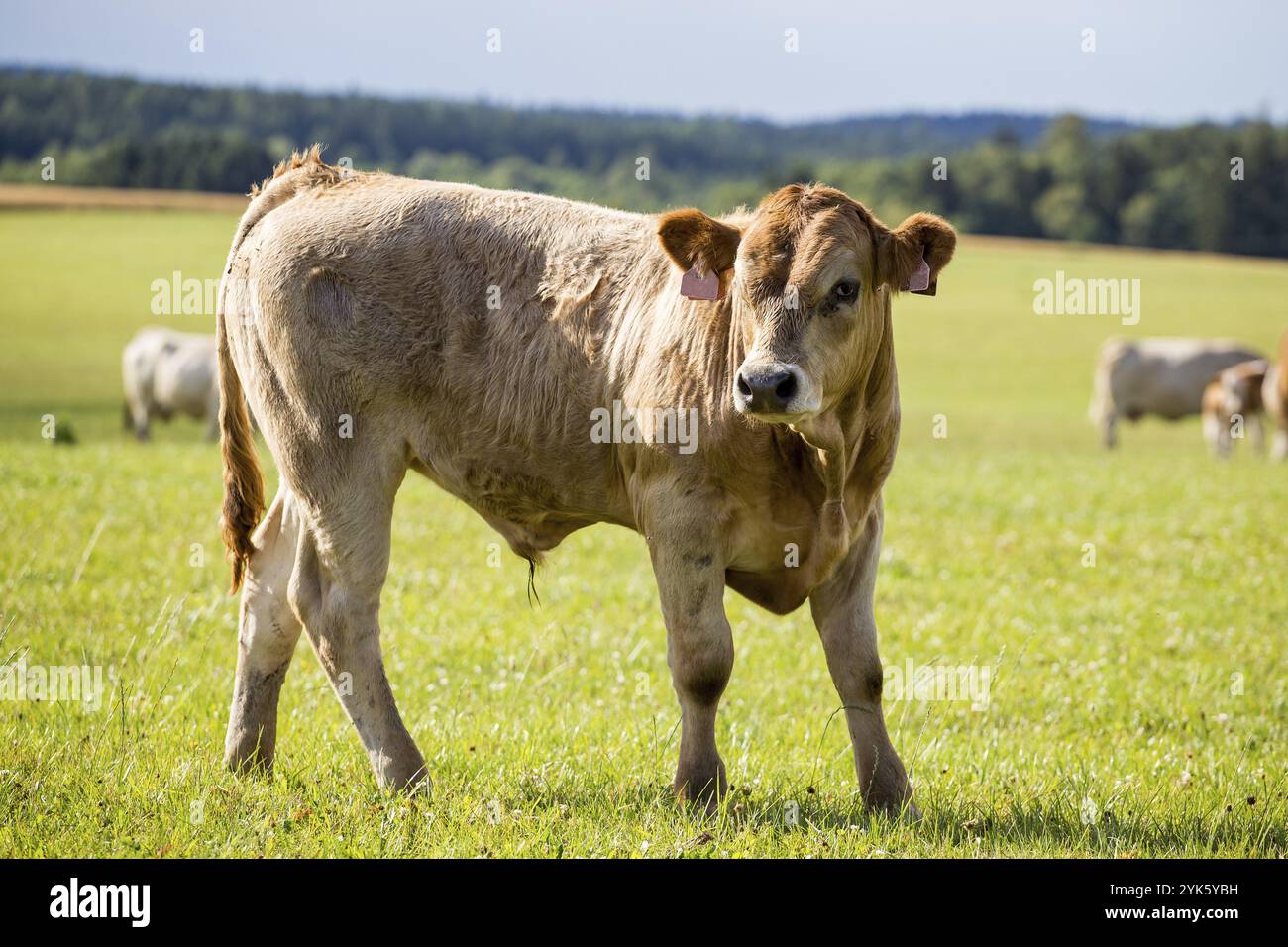Young bull standing at a pasture. Farm animals Stock Photo - Alamy