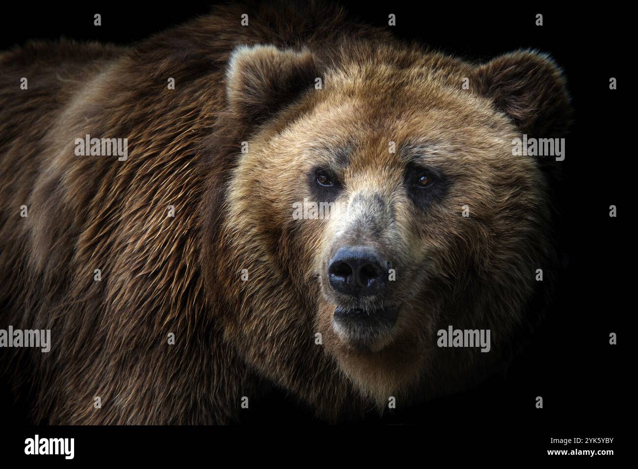 Front view of brown bear isolated on black background. Portrait of ...