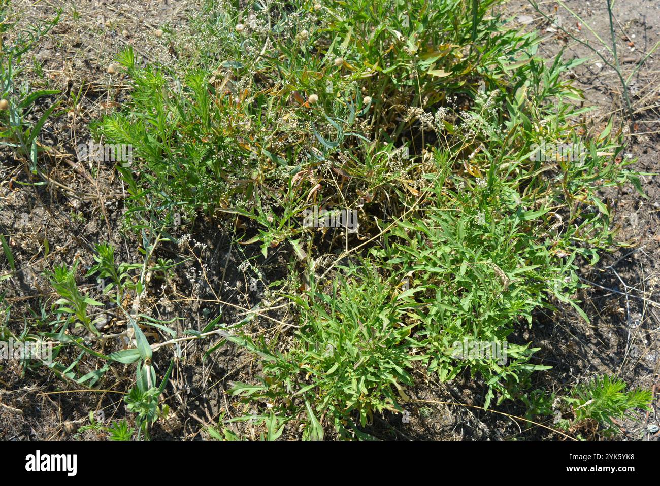 Unusual backgrounds of nature, small weeds, green plants growing in ...