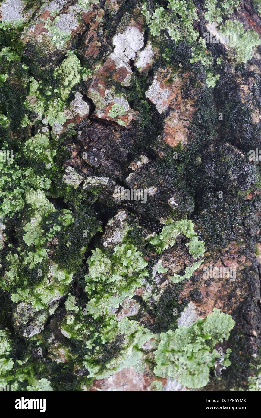 Green and black lichen patterns on rough tree bark, showcasing natural ...