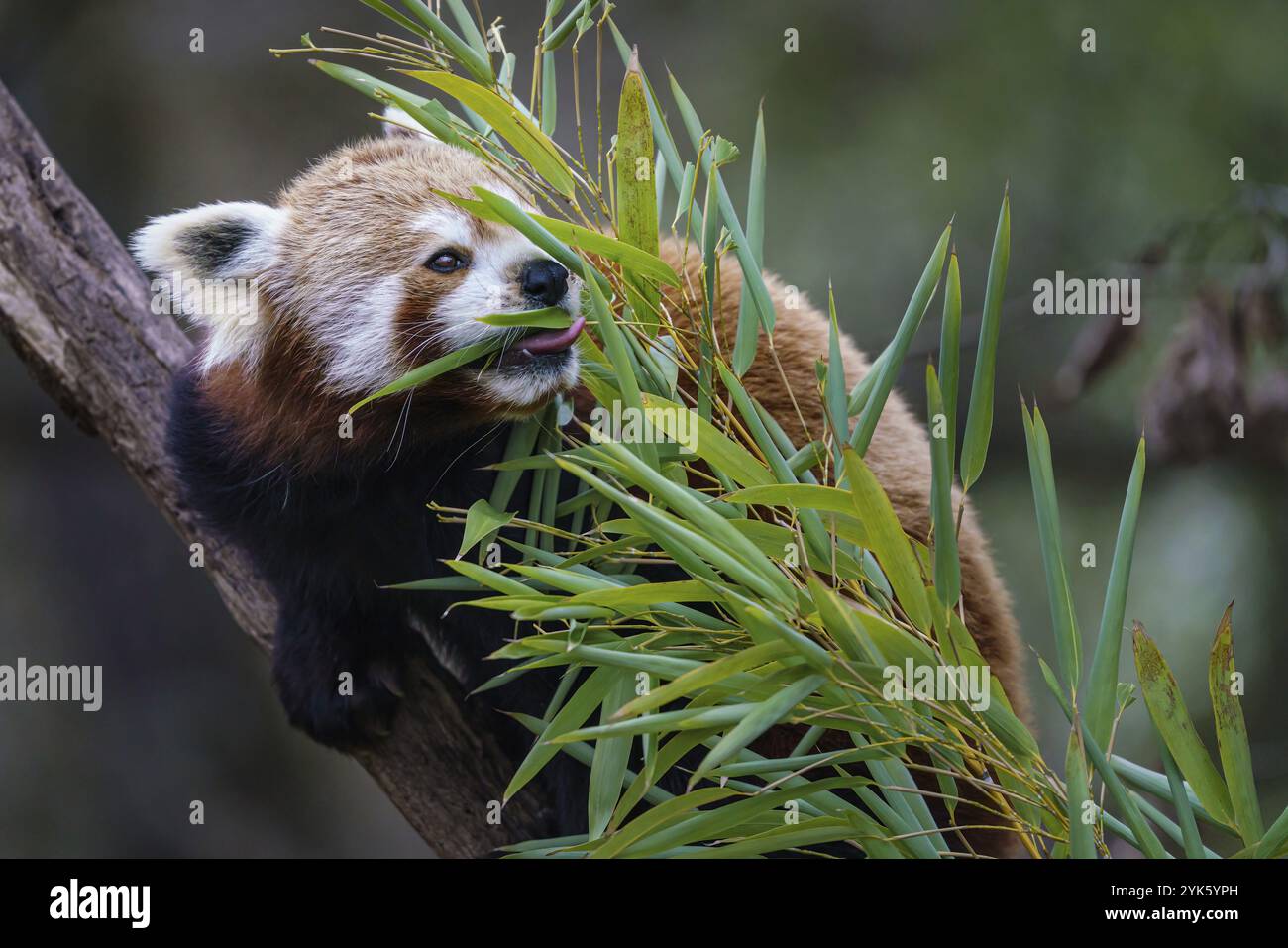Red panda (Ailurus fulgens) on the tree. Cute red panda bear eats ...