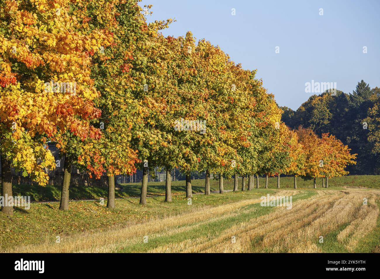 Season with nature and gold maple trees hi-res stock photography and ...