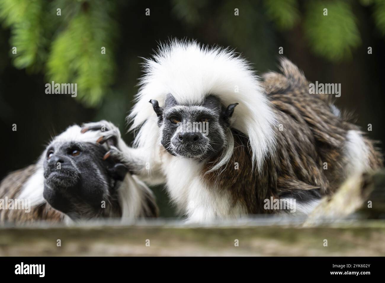 Cotton top tamarin (Saguinus oedipus) little monkeys Stock Photo - Alamy