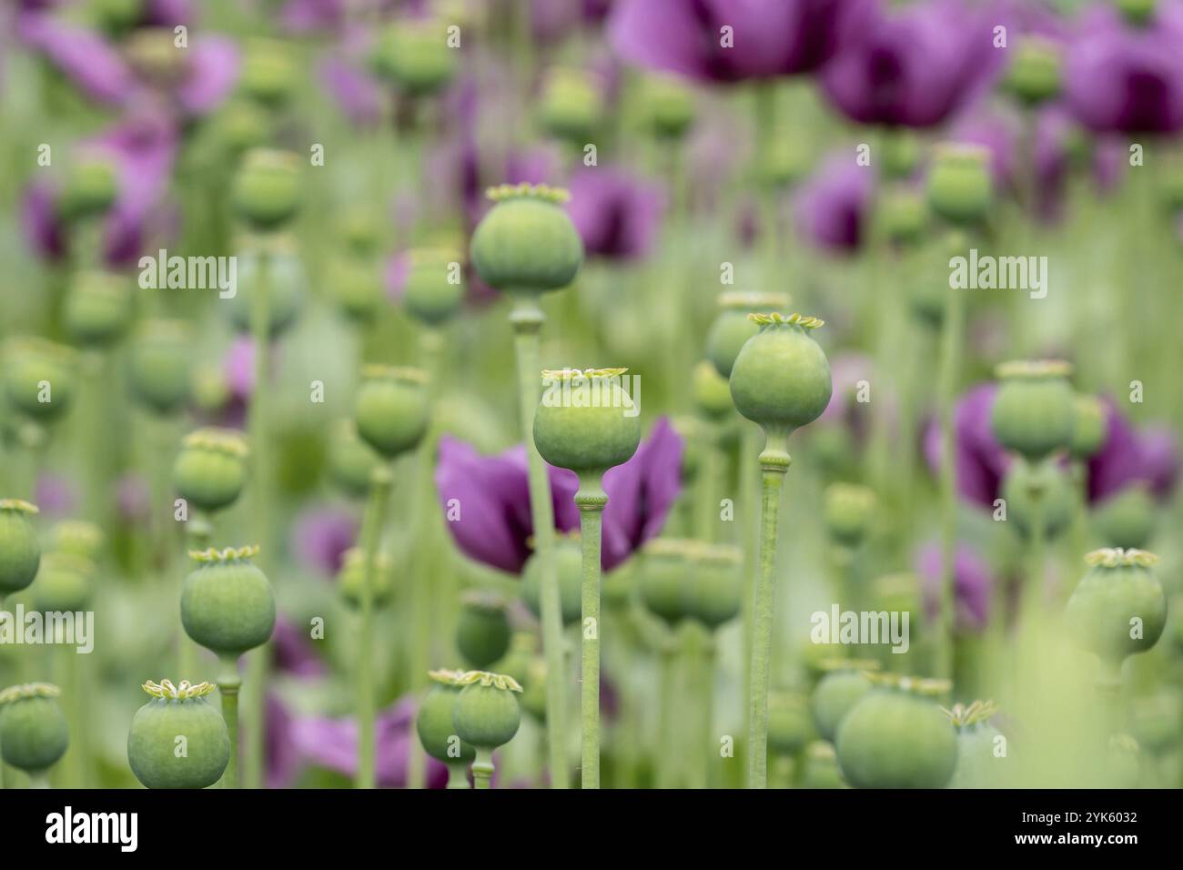 Green opium poppy capsules, purple poppy blossoms in a field. (Papaver ...