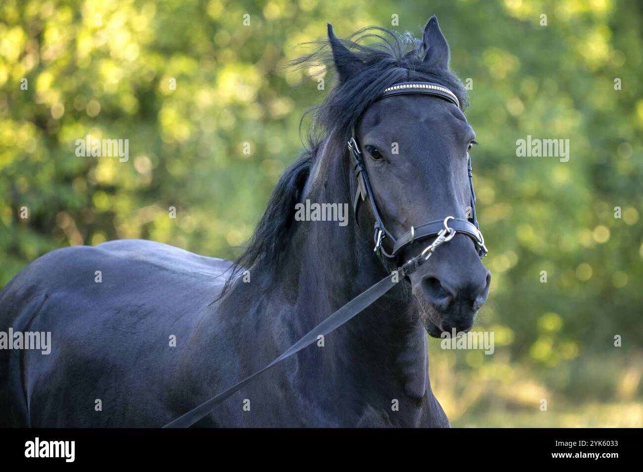 Black Friesian horse runs gallop in grass. Friesian horse running on halter. Rare breed of ...