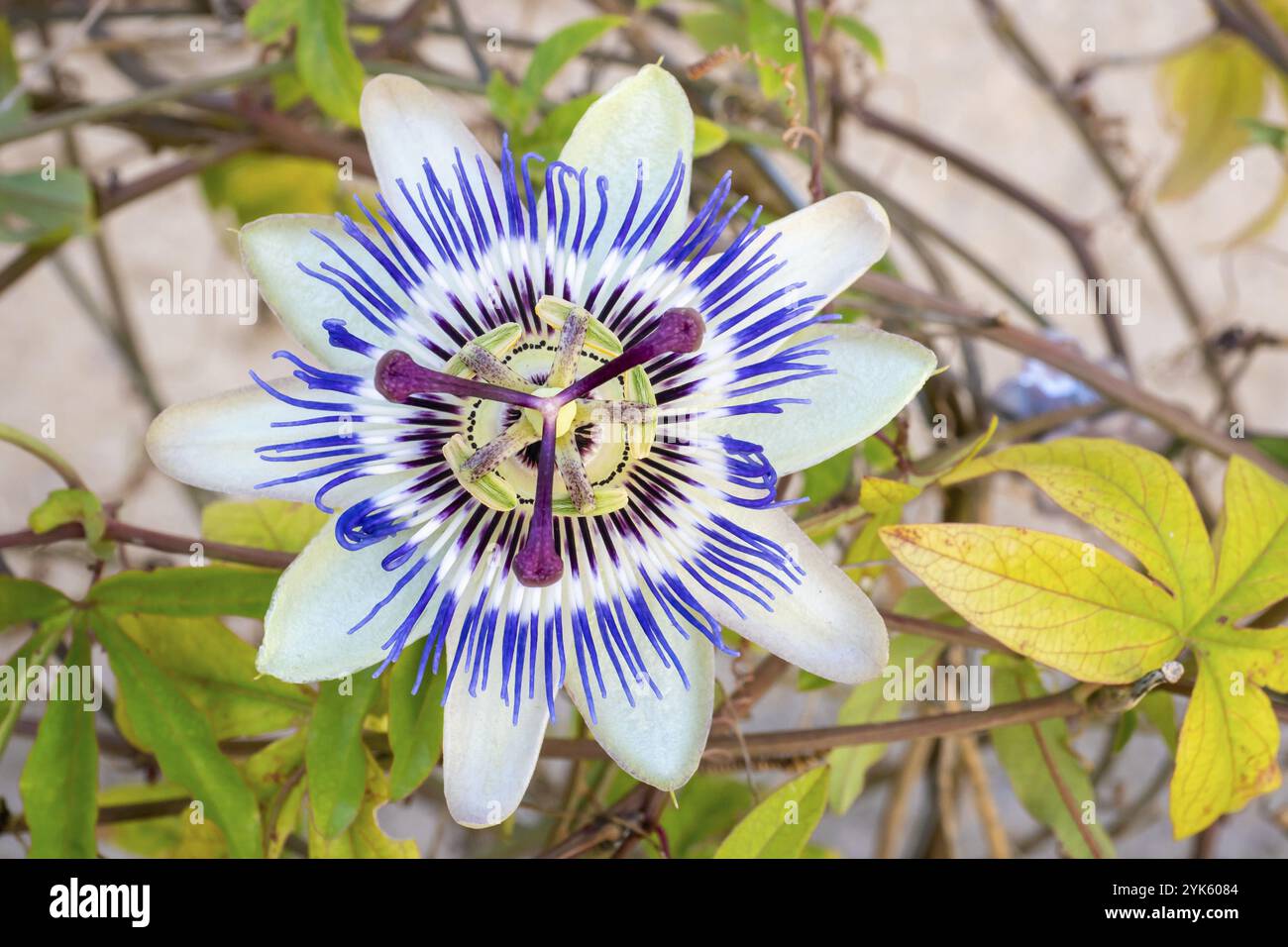 Blooming blue Passion Flower. Beautiful Passiflora Caerulea also known ...