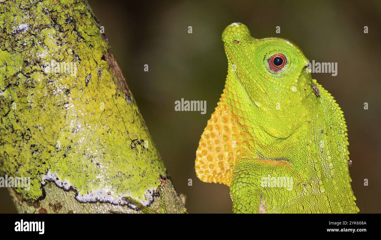 Hump-nosed Lizard, Lyriocephalus scutatus, Sinharaja National Park Rain ...
