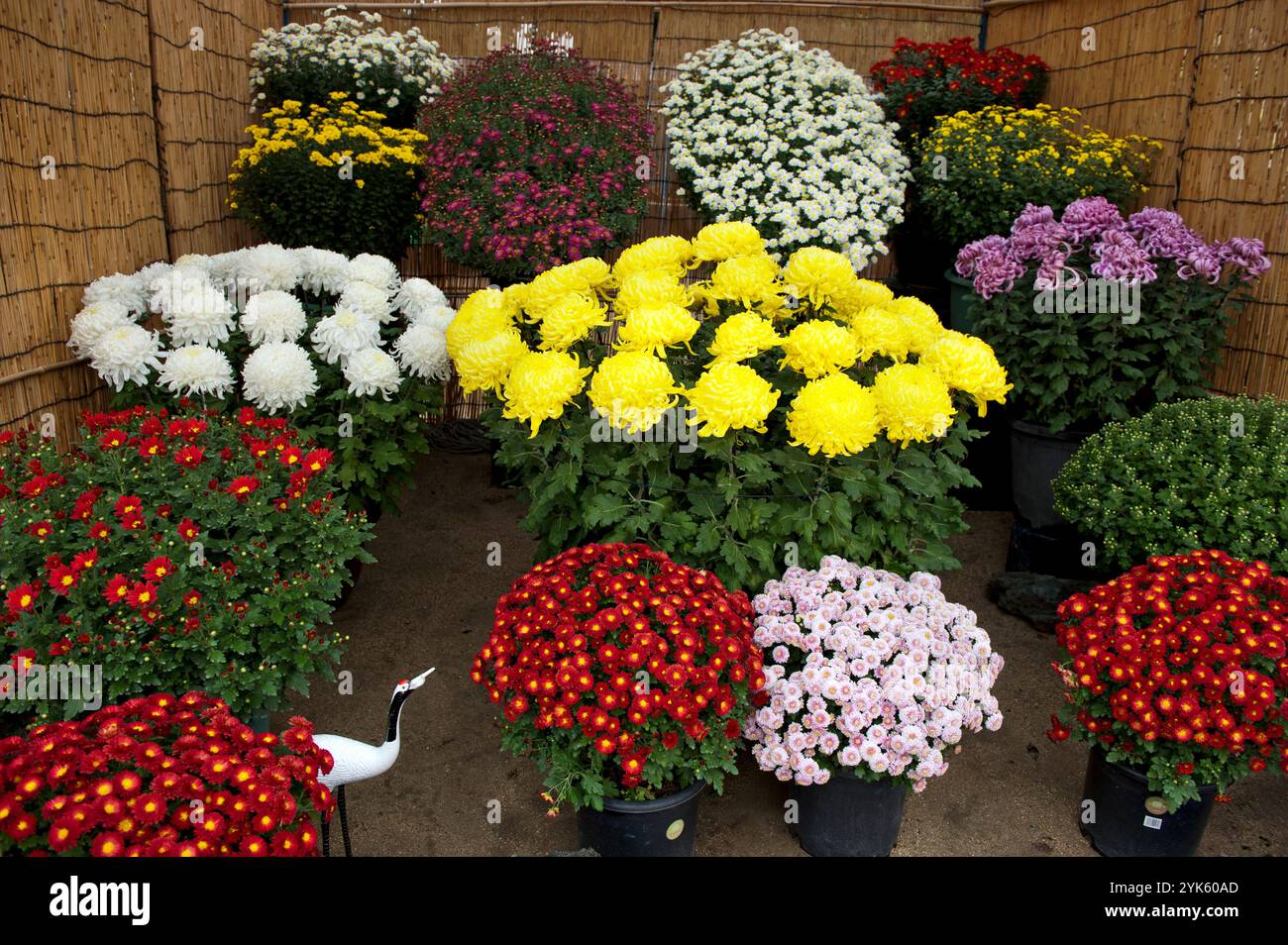 Display of carefully cultivated chrysanthemum flowers exhibited at a ...