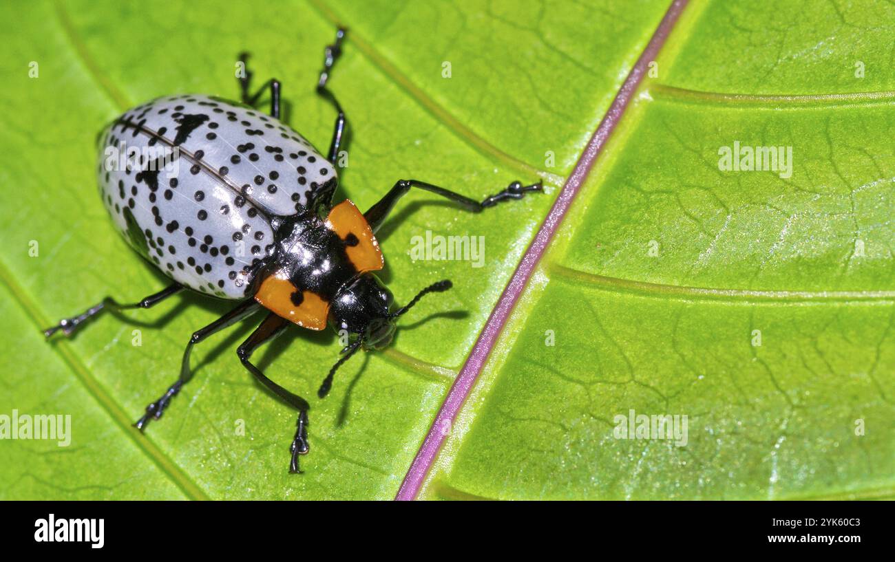 Beetle, Tropical Rainforest, Costa Rica, Central America, America ...