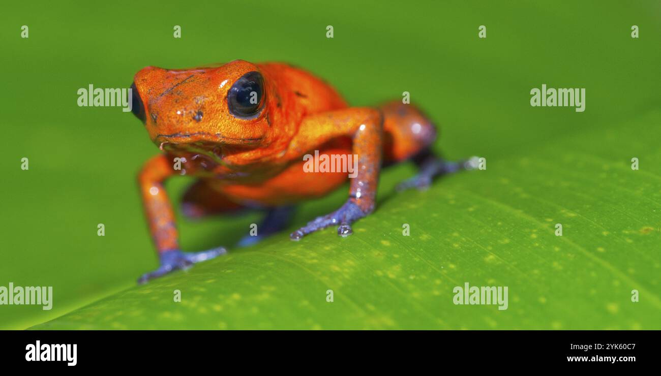 Dart Poison Frog, Blue Jeans, Oophaga pumilio, Dendrobates pumilio ...