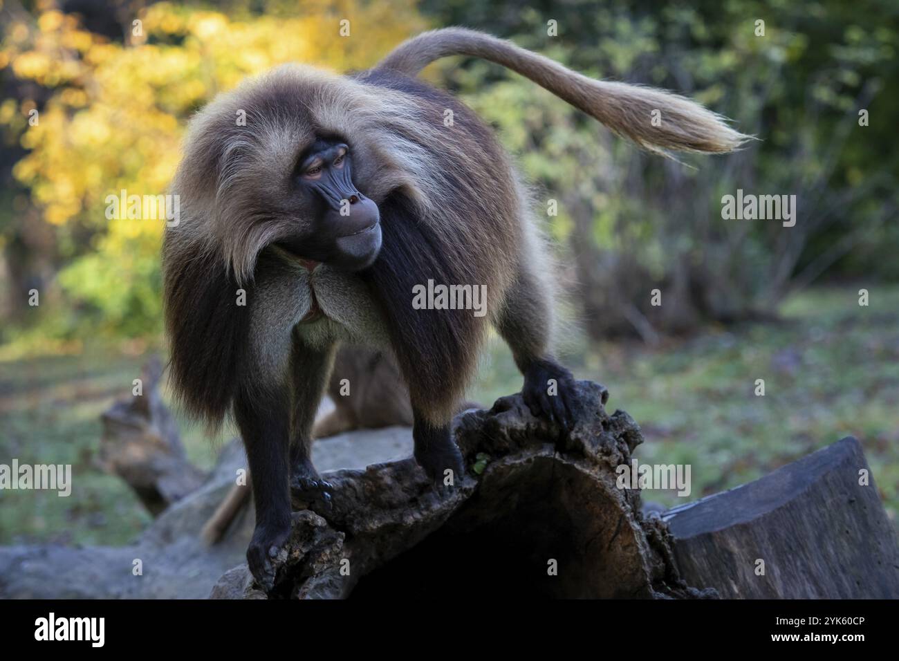 Alpha male of Gelada Baboon, Theropithecus gelada, beautiful ground ...