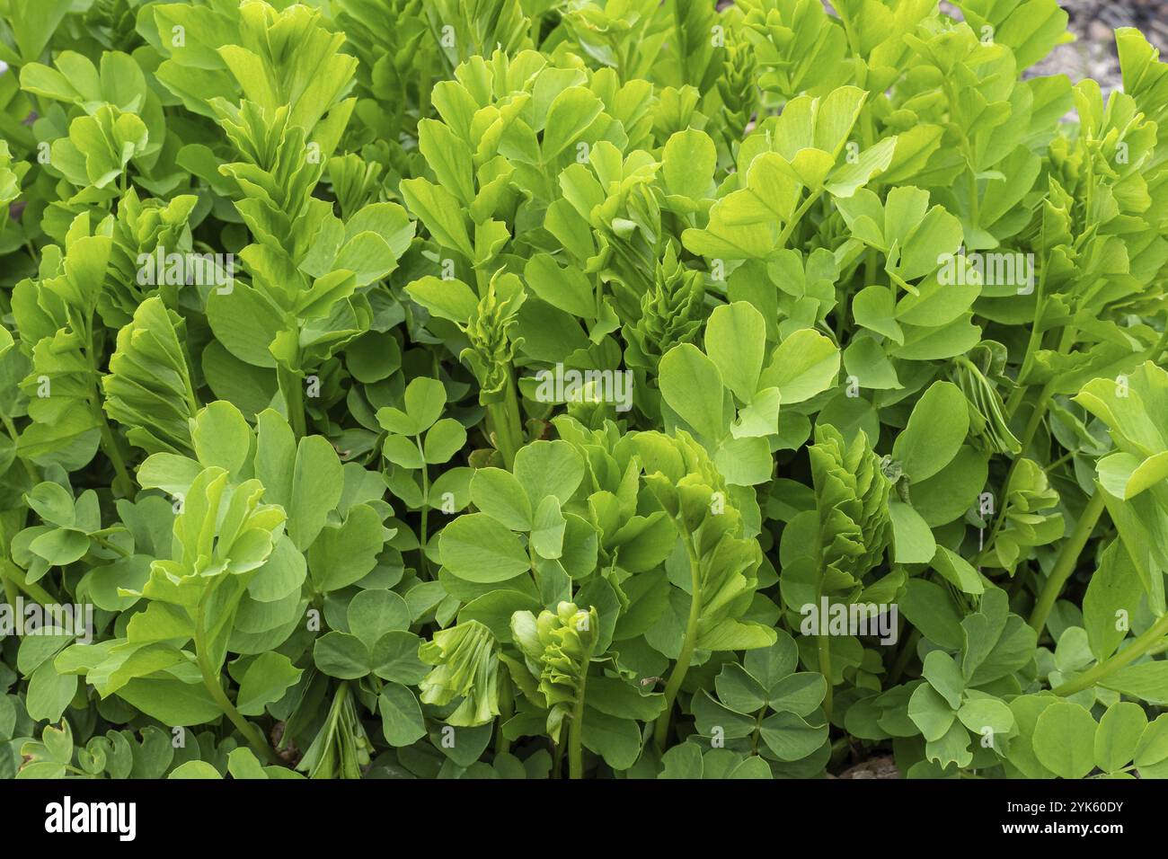 Green leaves of thegalega, Galega officinalis goats rue Stock Photo - Alamy