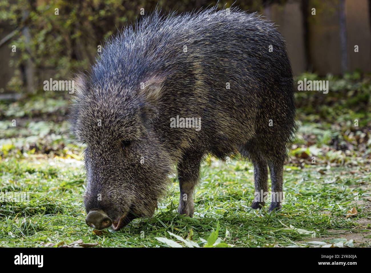 Chacoan peccary, hi-res stock photography and images - Alamy