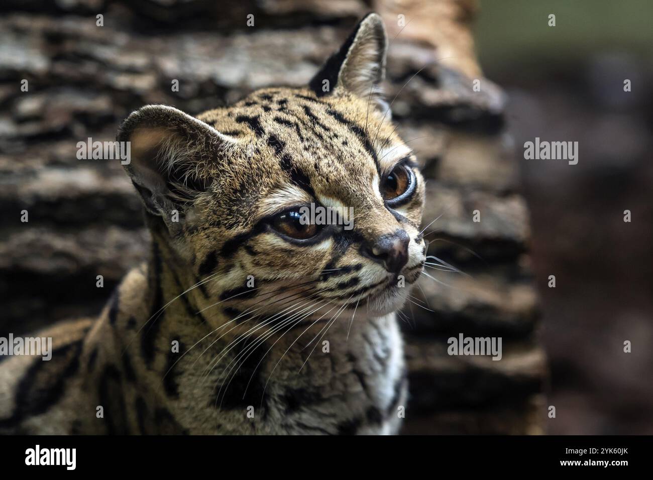 Margay, Leopardis wiedii Stock Photo - Alamy