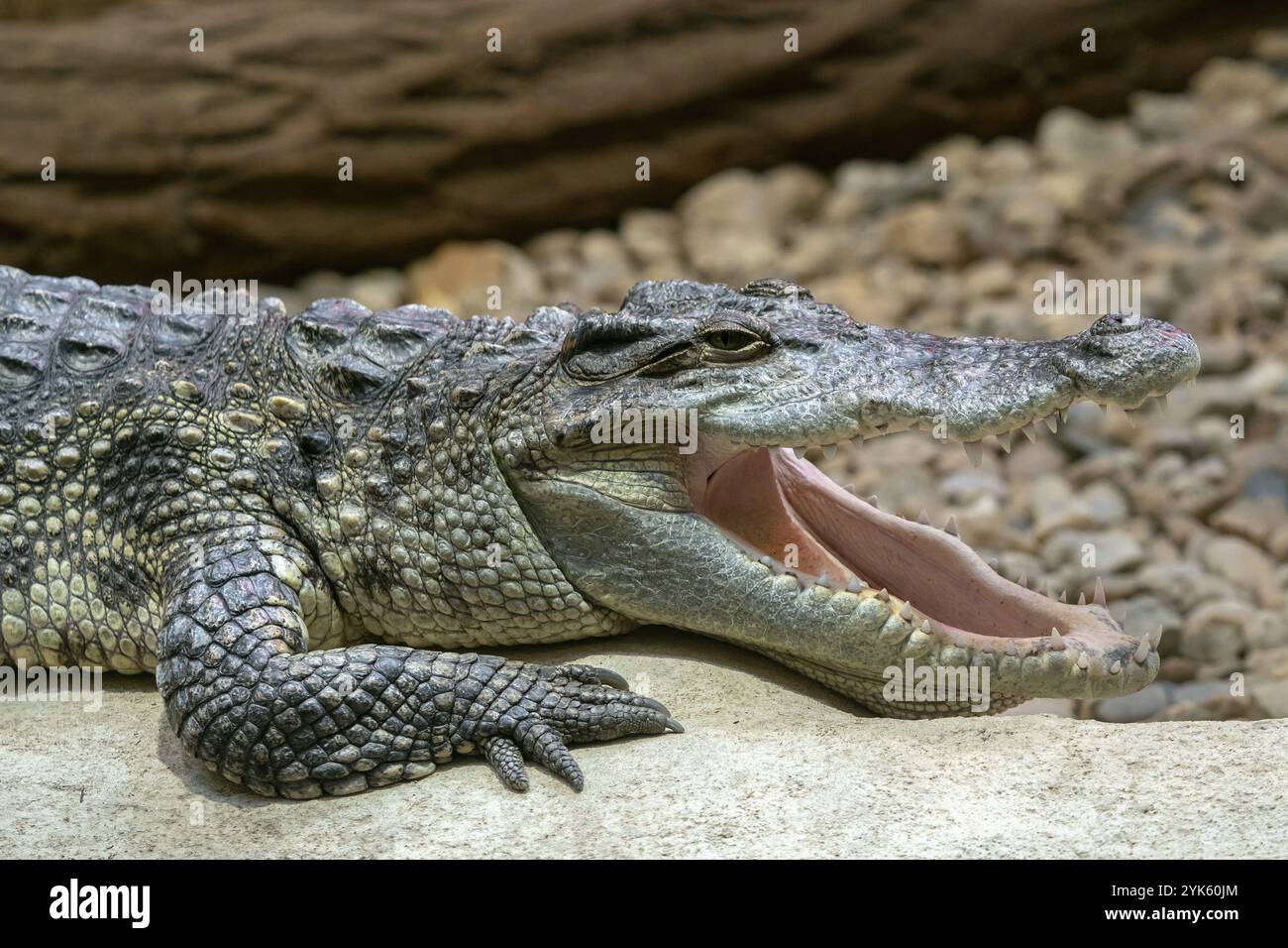 Siamese crocodile with open mouth (Crocodylus siamensis Stock Photo - Alamy