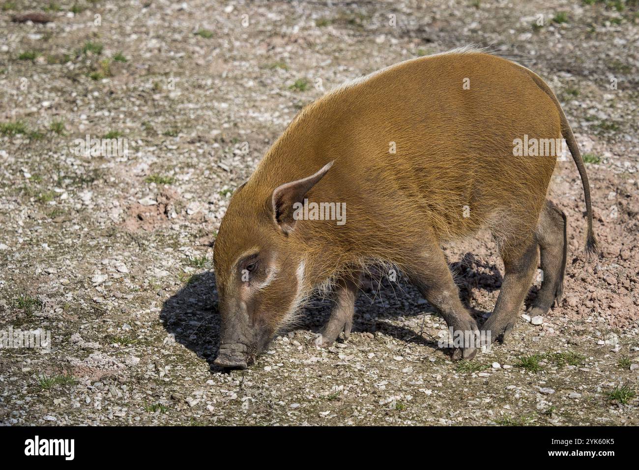 Red river hog (Potamochoerus porcus), also known as the bush pig Stock ...