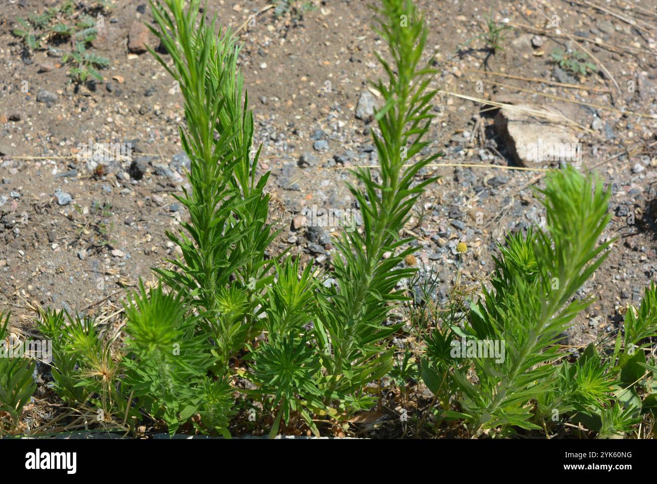 Unusual backgrounds of nature, small weeds, green plants growing in ...