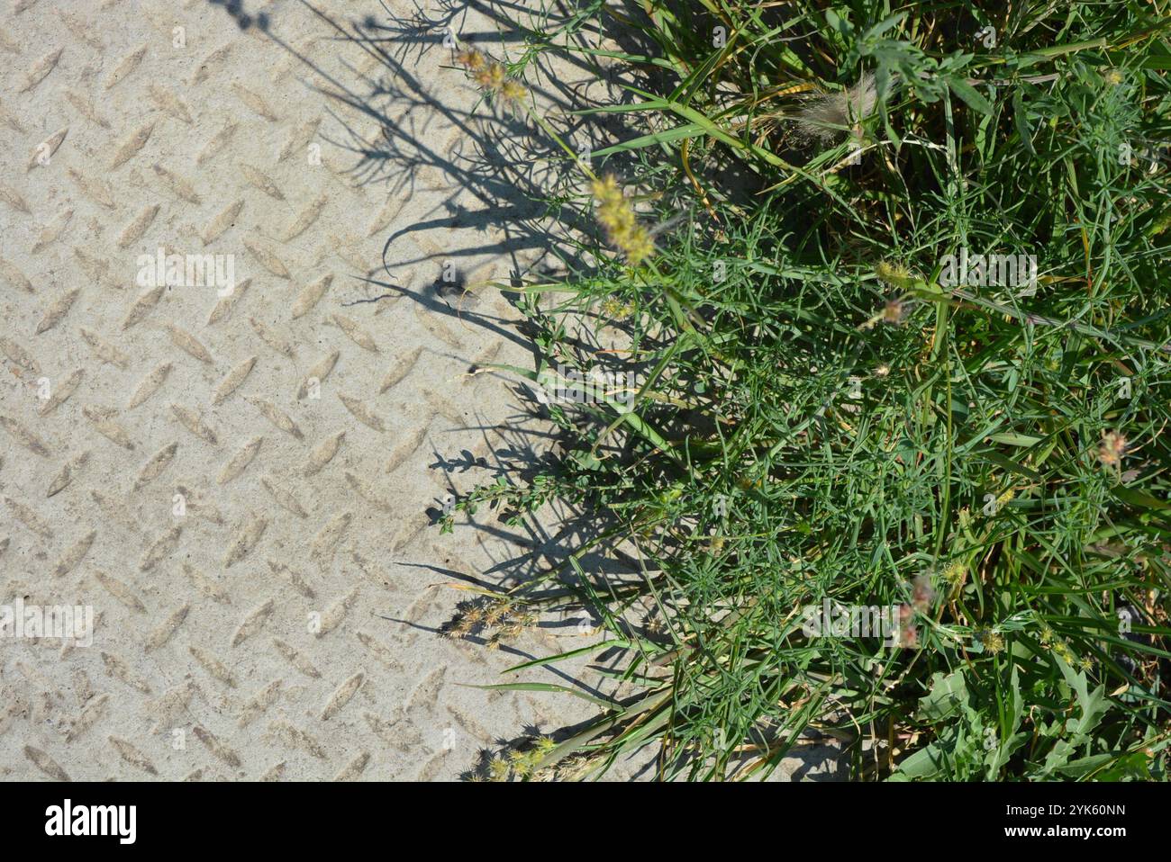 Unusual backgrounds of nature, small weeds, green plants growing in ...