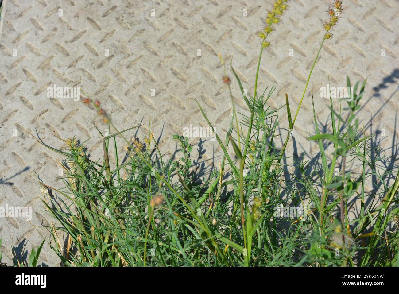 Unusual backgrounds of nature, small weeds, green plants growing in ...