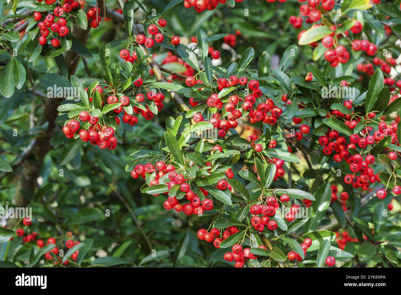 Firethorn berries. Pyracantha coccinea scarlet firethorn ornamental ...