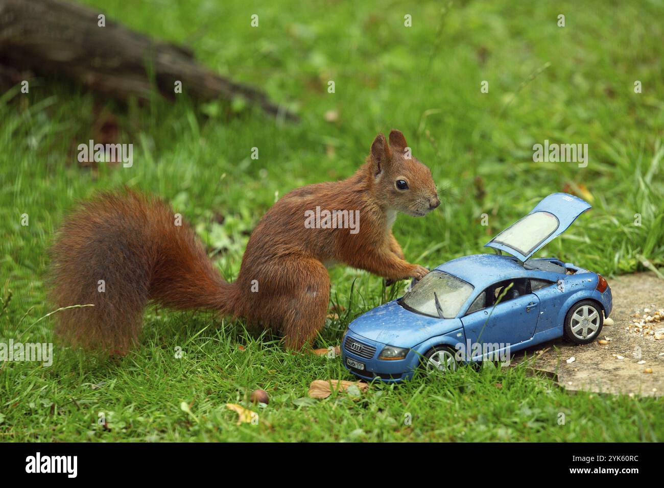 Squirrel on blue model car Audi TT with open boot leaning on stone slab ...