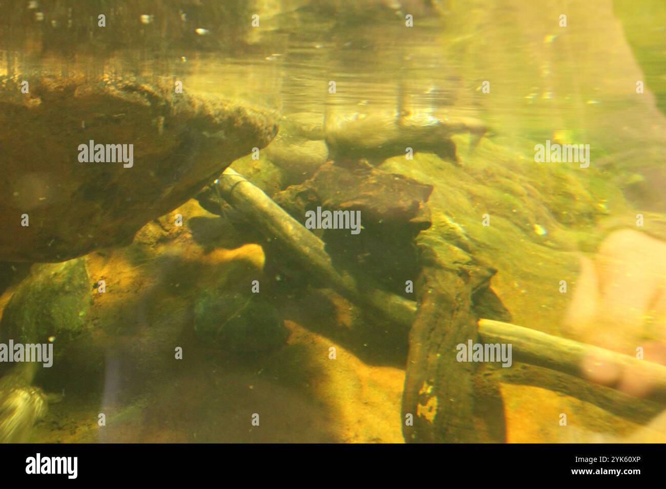 Lutra cinerea, Aonyx cinereus or Amblonyx cinereus.Otter pool with ...