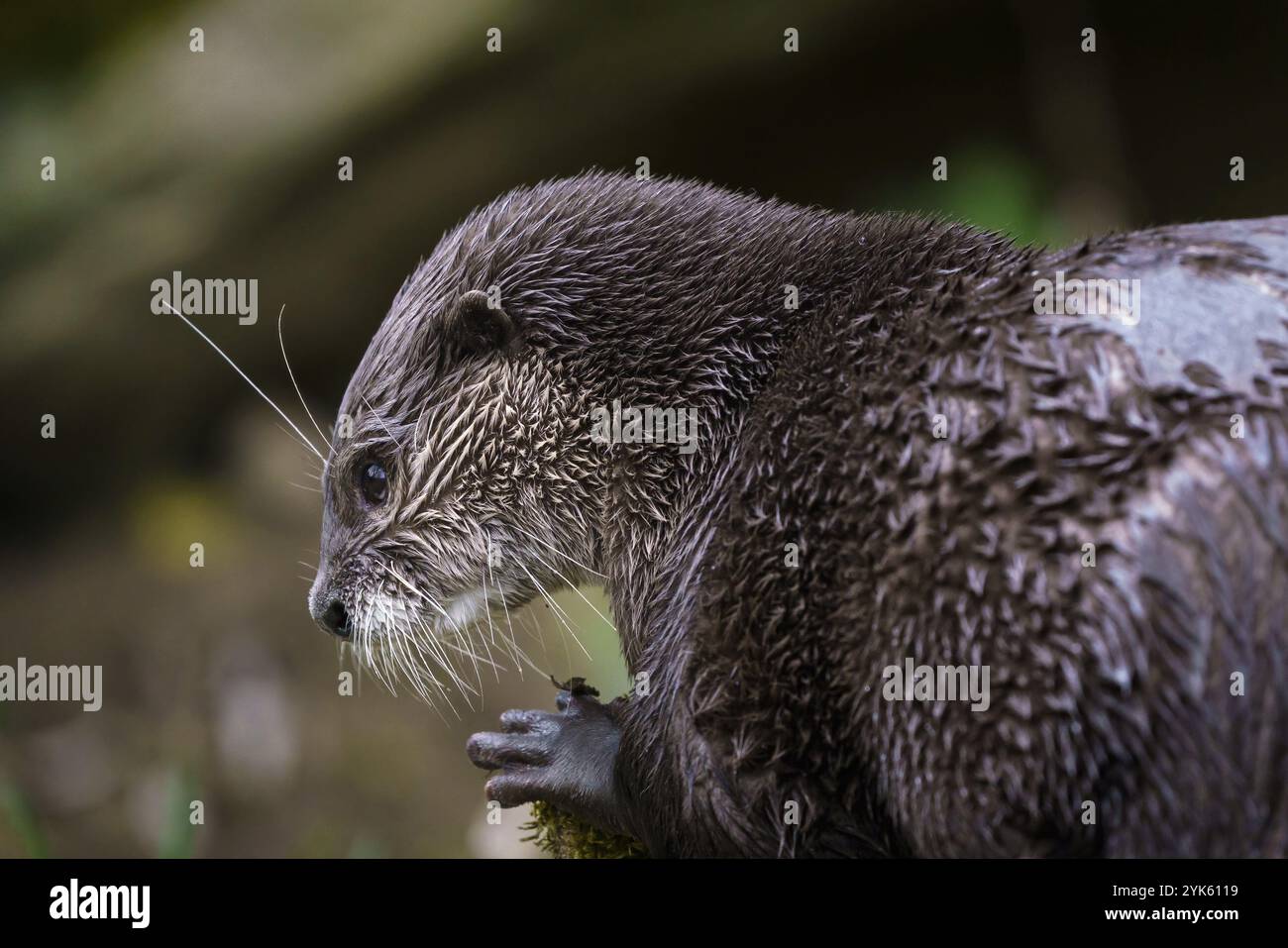 Oriental small-clawed otter (Amblonyx cinereus), also known as the ...