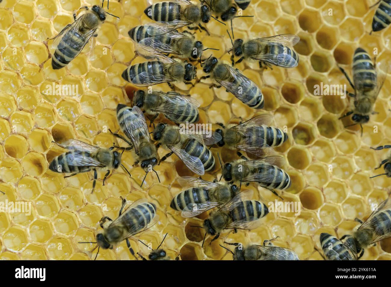 Honeycomb full of bees. Beekeeping concept. Bees in honeycomb Stock ...