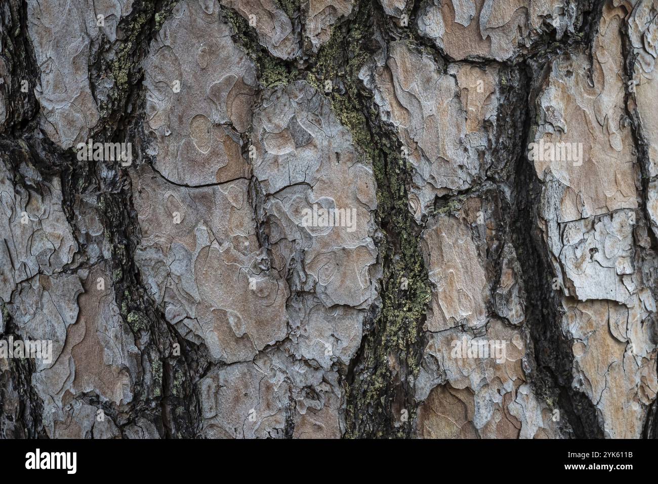 Detailed natural textures hi-res stock photography and images - Alamy