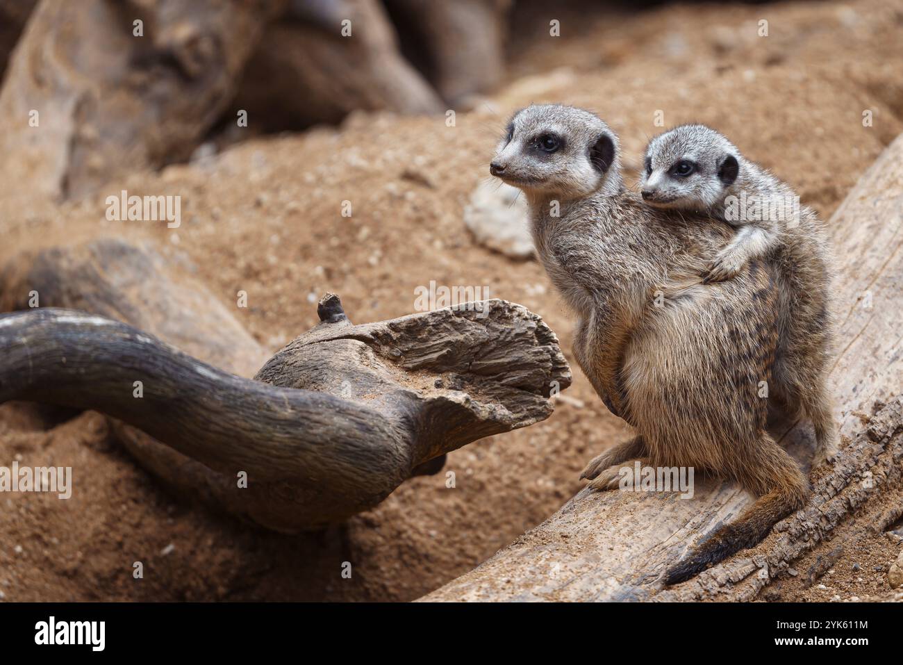 Mother meerkat with baby on guard sitting on a wood piece. Meerkat or ...
