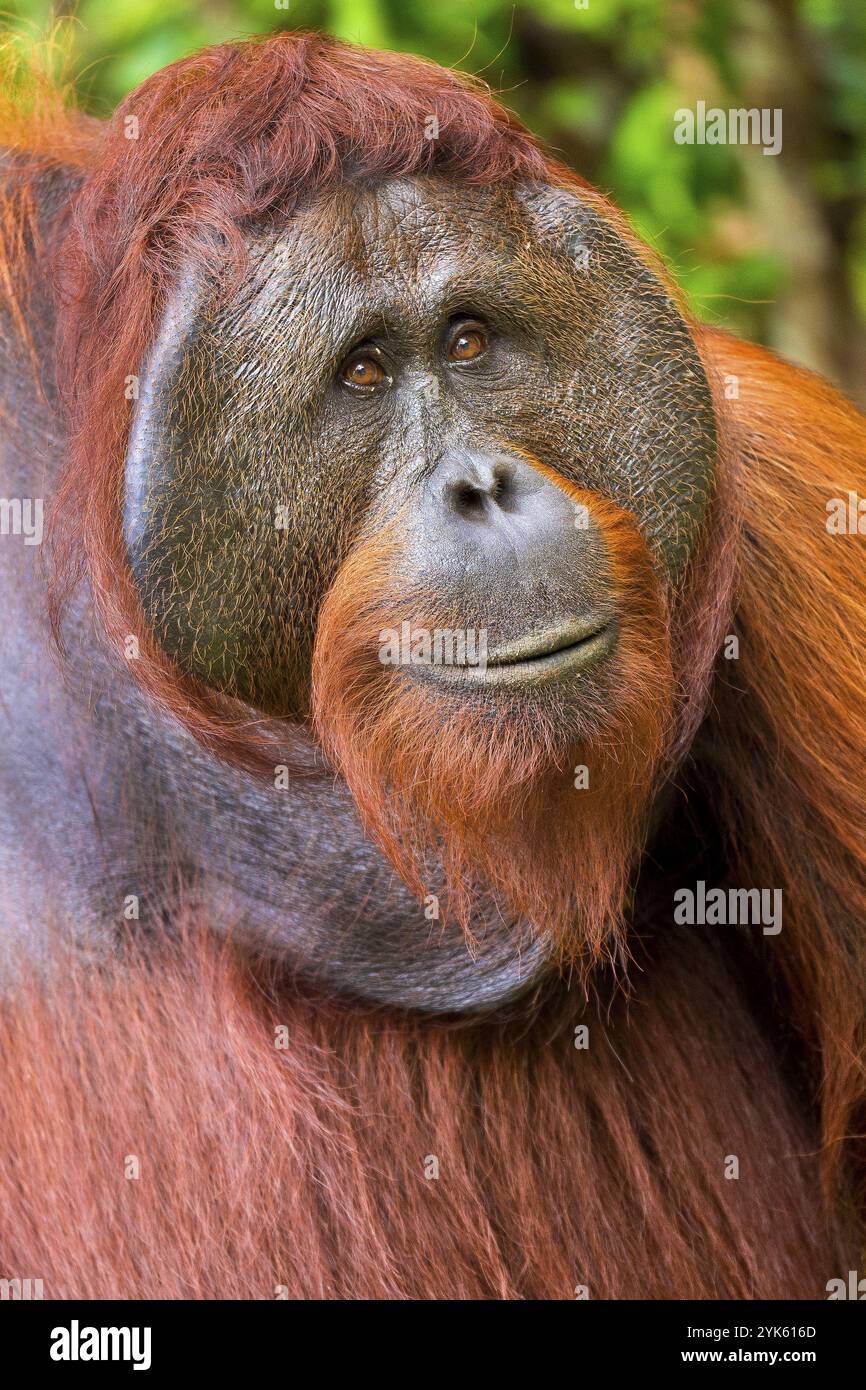 Orangutan, Pongo pygmaeus, Sekonyer River, Tanjung Puting National Park ...
