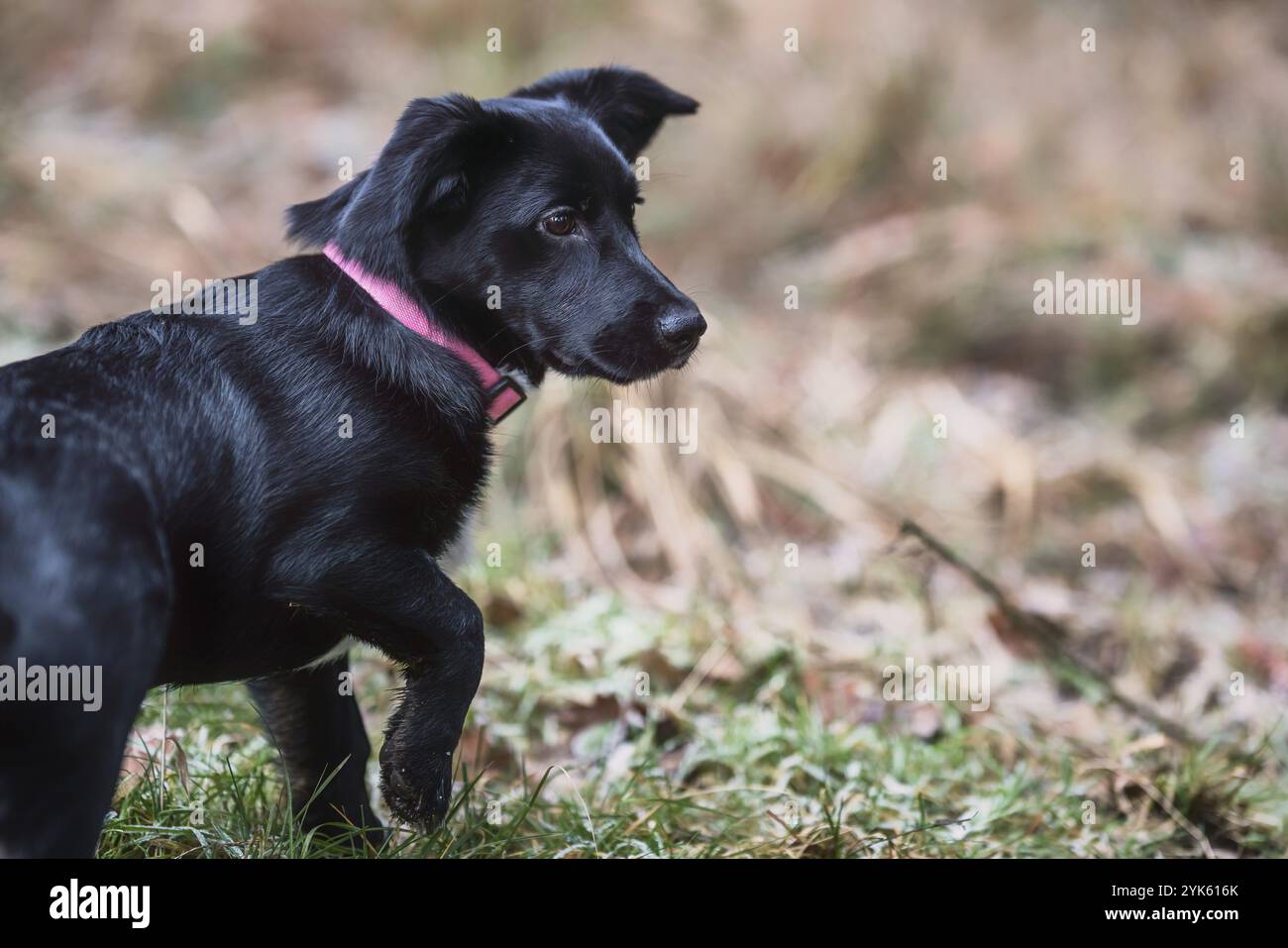 Little black dog playing on the grass. Little crossbreed dog Stock ...
