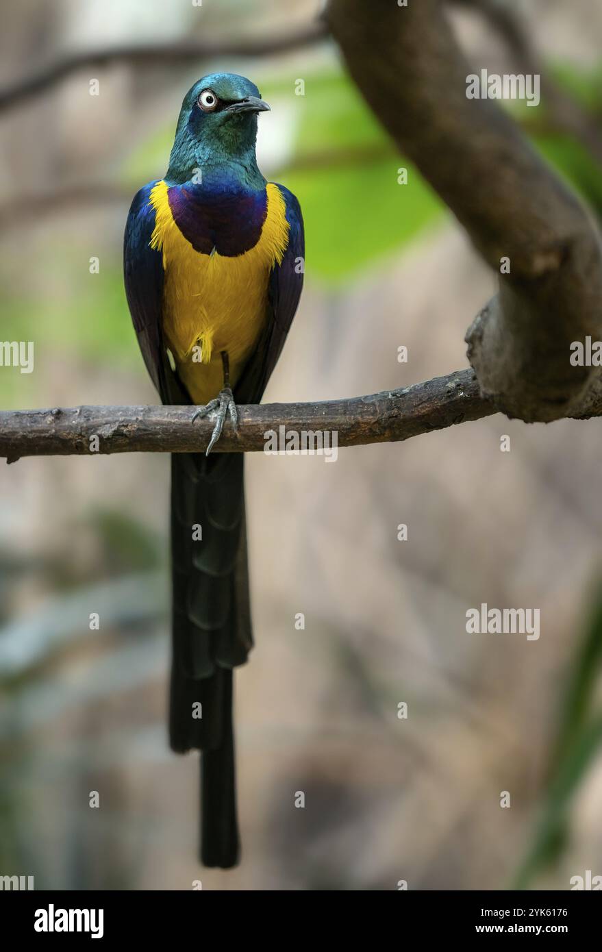 Golden-breasted Starling, Cosmopsarus regius, Glossy Starling sitting ...