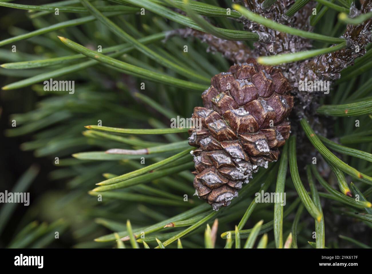 Tiny pine cones hi-res stock photography and images - Alamy