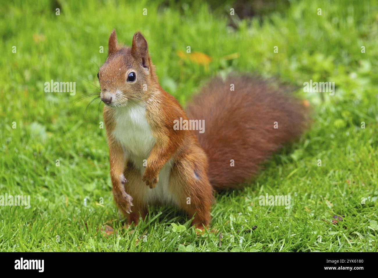 Squirrels sciuridae mammalia hi-res stock photography and images - Alamy