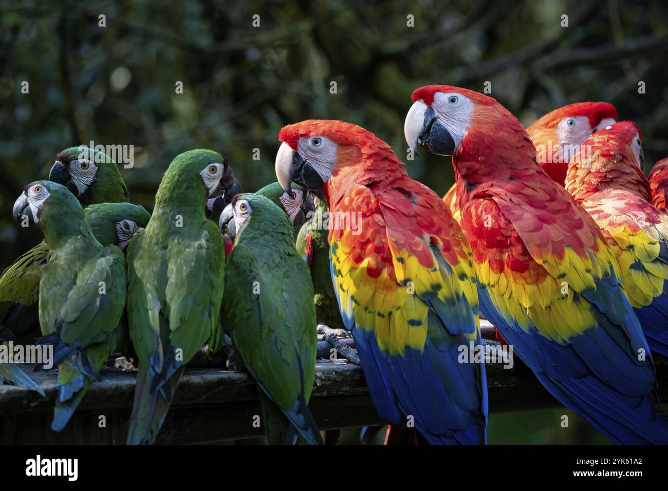 Multiple parrots hi-res stock photography and images - Alamy