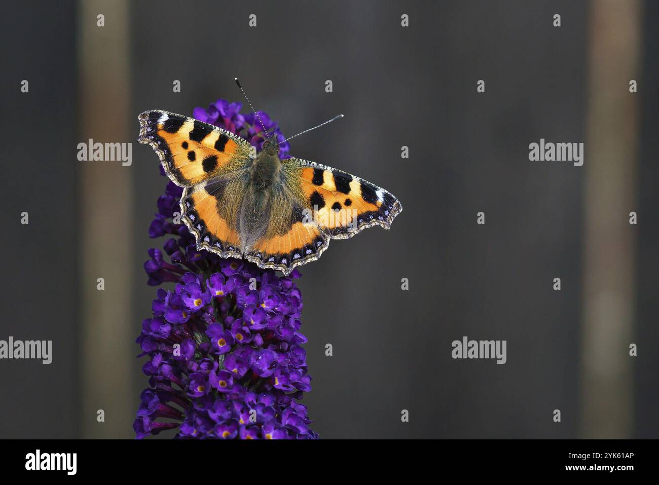 Orange Tortoiseshell butterfly (Aglais urticae) feeding on Buddleia ...