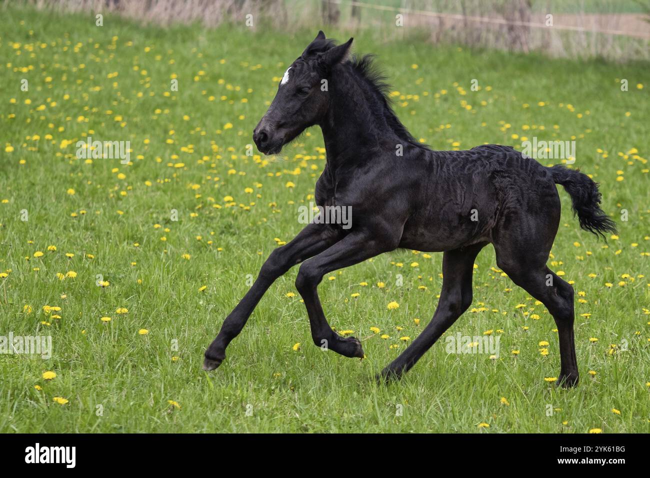 Baby Friesian Horse