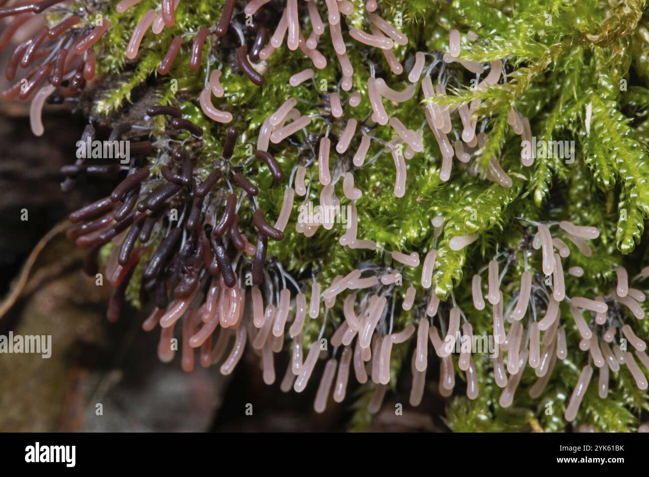 Stemonitopsis typhina many pink fruiting bodies next to each other on ...