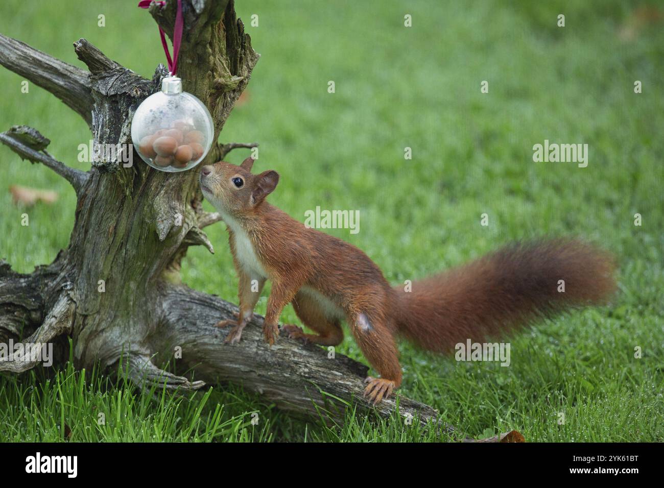 Ball shaped root hi-res stock photography and images - Alamy