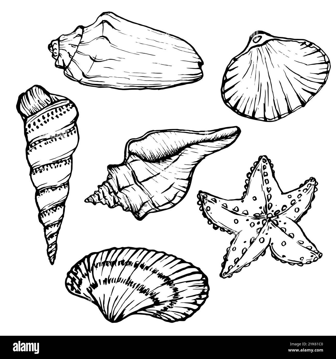 Seashells vector illustration collection. Underwater Shells and ...
