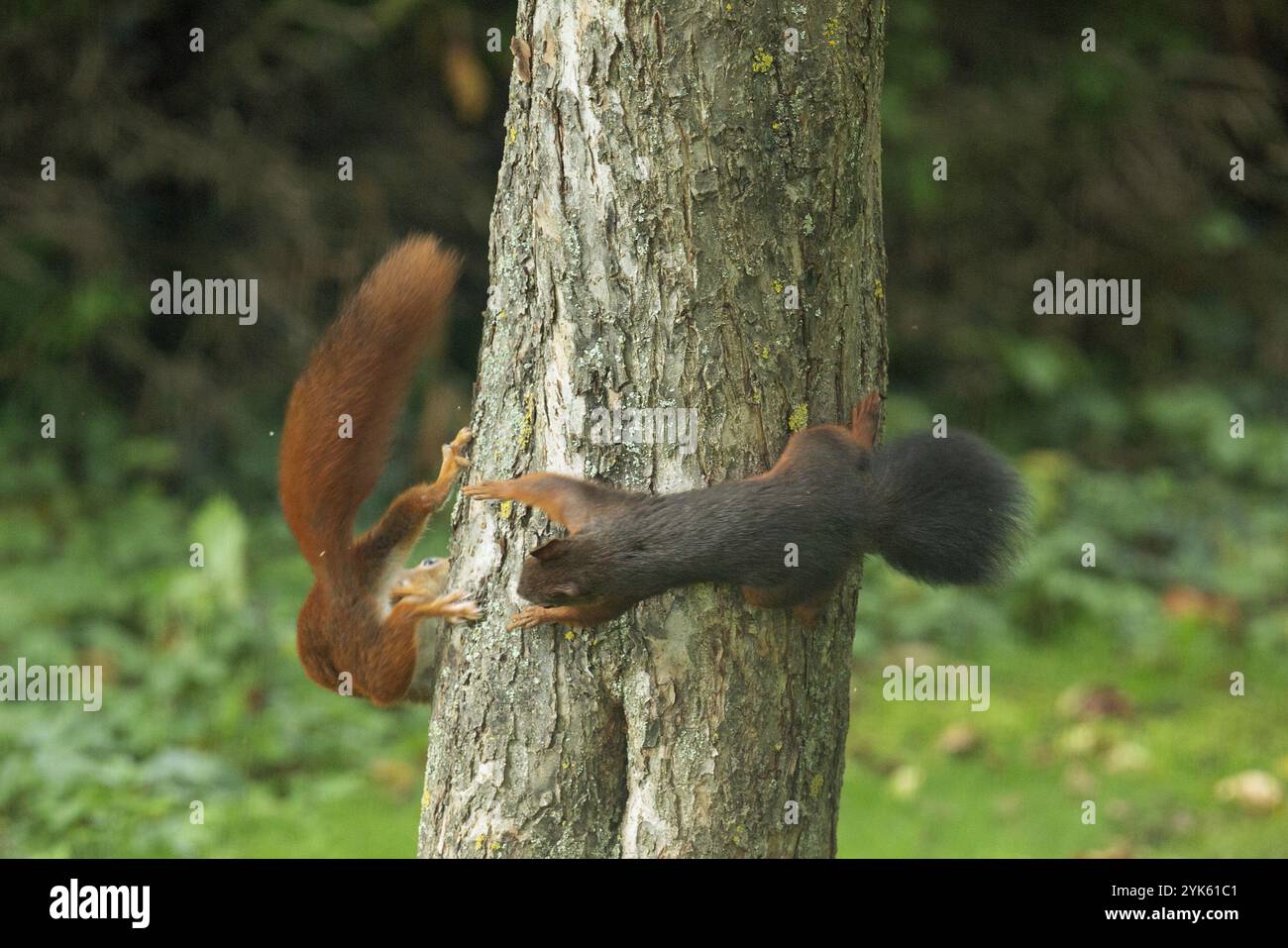 Squirrel two animals hanging on tree trunk on the left and from behind ...