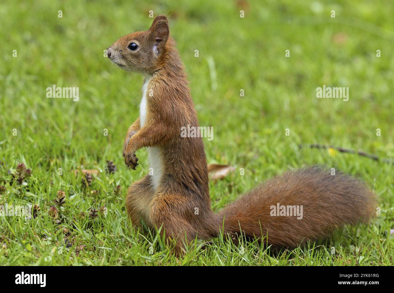 Squirrel sitting in green grass looking left Stock Photo - Alamy
