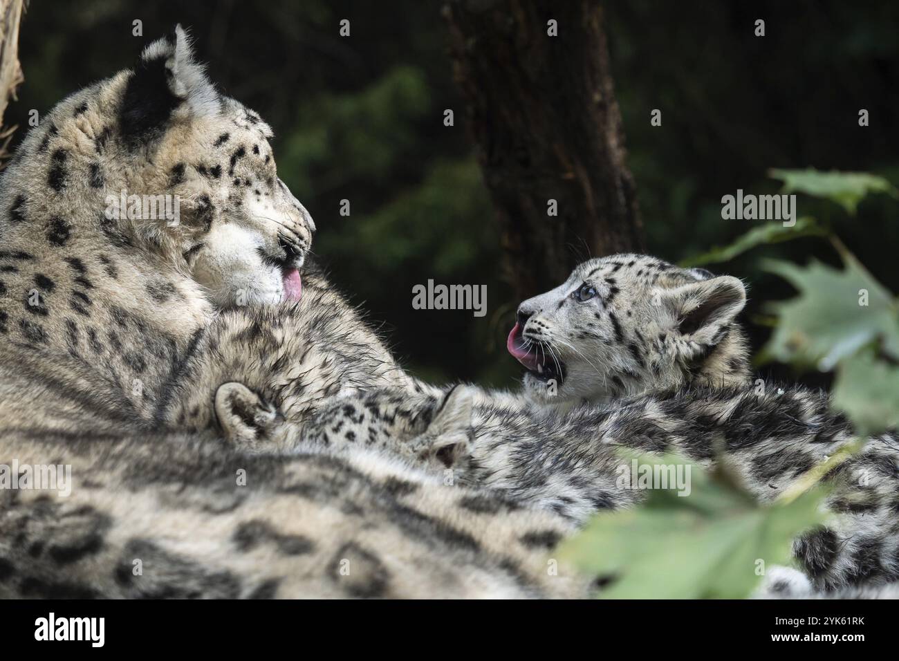 Snow leopard mother with cub. (Panthera uncia Stock Photo - Alamy