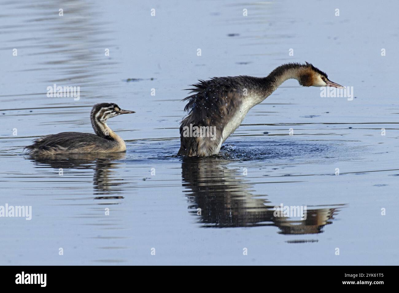 Great crested grebe adult bird and juvenile bird with reflection in ...
