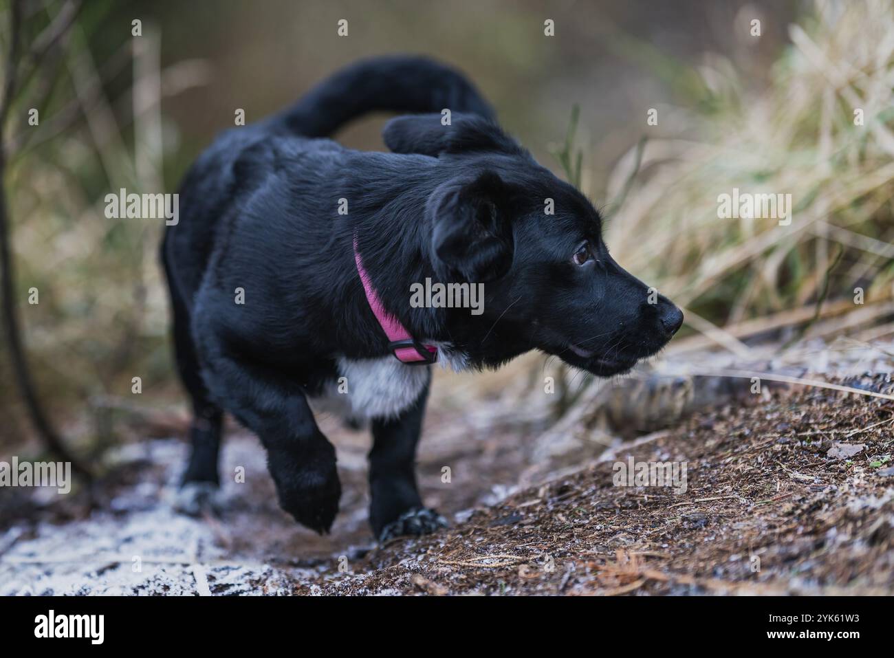Little black dog playing on the grass. Little crossbreed dog Stock ...