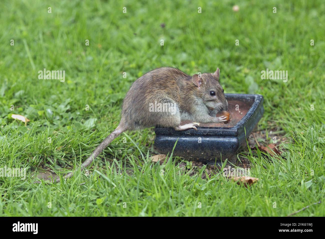 Norway rat holding nut in hands sitting on pot in green grass looking ...