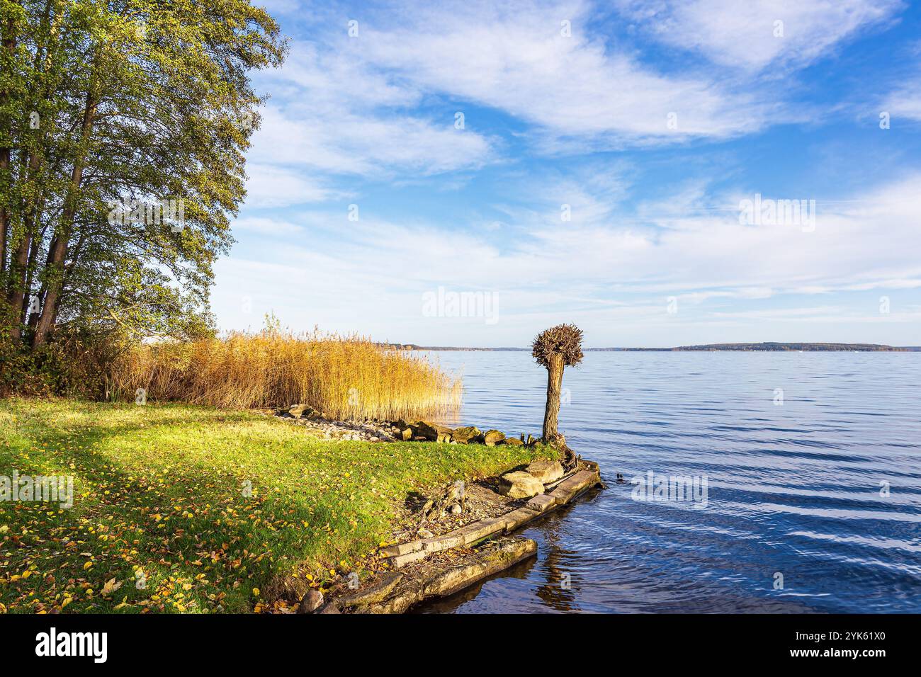 Trees On Lake Plau In The Town Of Plau Am See Stock Photo - Alamy